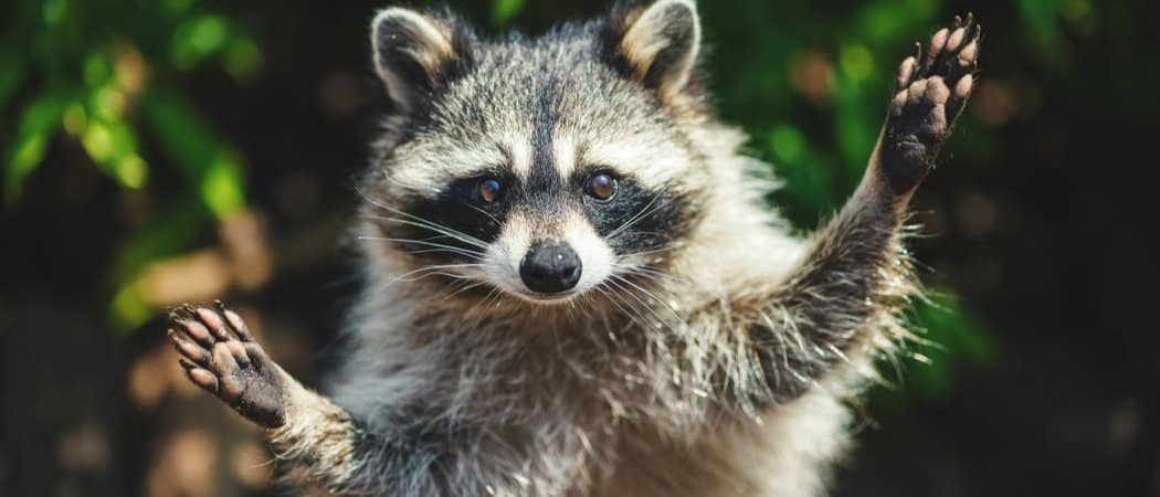 10 ‘Party Animals’ That Stay Up All Night