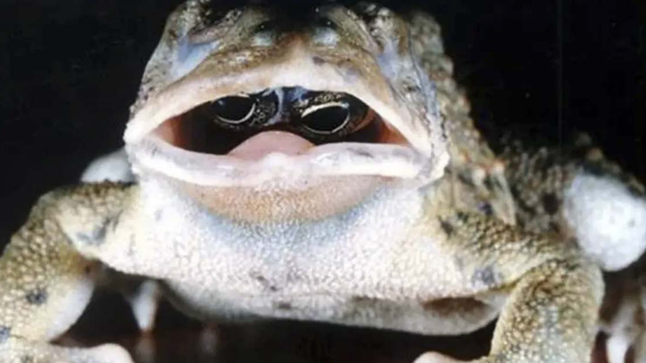 Is This Frog Real? Viral Image Shows Eyes in Its Mouth