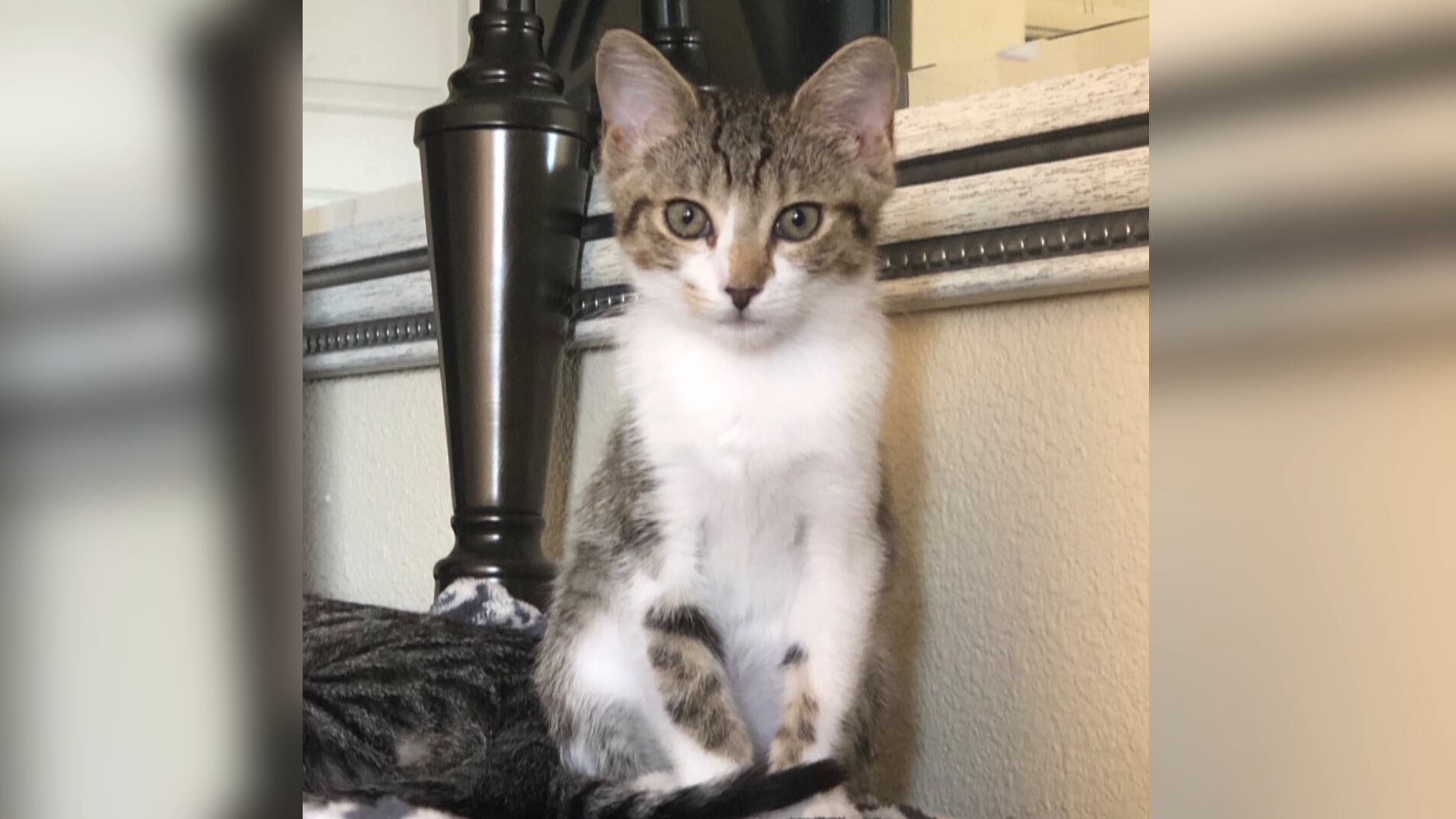 Skyler, a spunky cat, is up for adoption