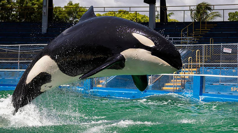 Did an Orca Kill Trainer Jessica Radcliffe? Viral Clip Explained
