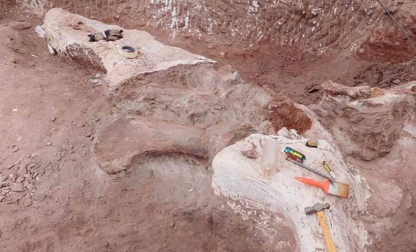 A Never-Before-Seen 95-Million-Year-Old Plant-Eating Dinosaur Finally ...