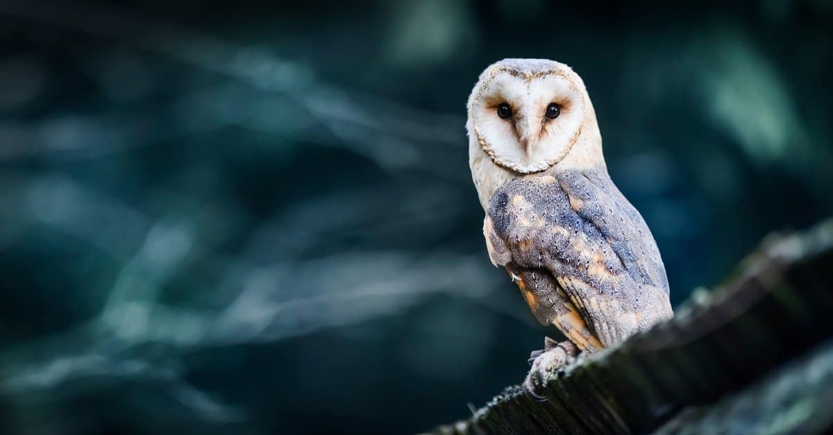 10 ‘Party Animals’ That Stay Up All Night