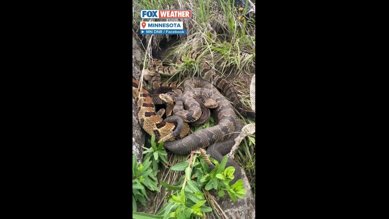 A group of rare venomous snakes is found in the rural parts of ...