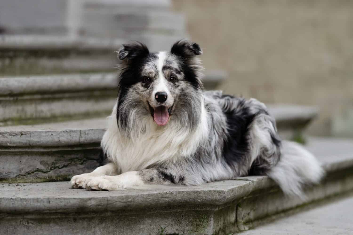The 10 Smartest Pets Ranked by Intelligence and Trainability