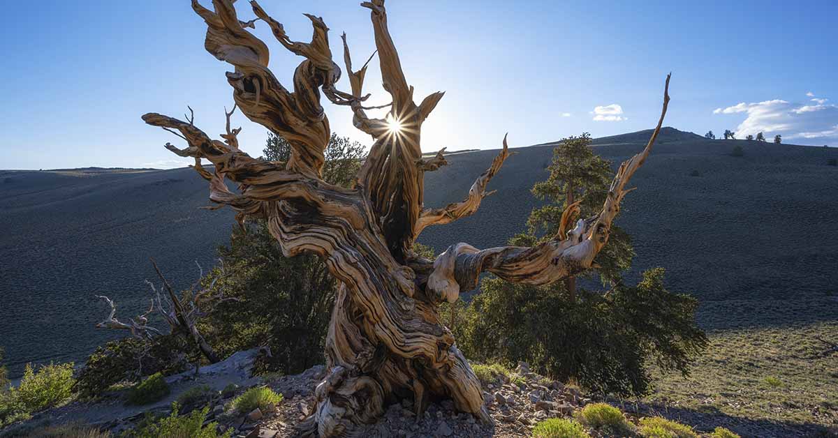 This California Forest Has a Tree That's Nearly 5,000 Years Old. But ...