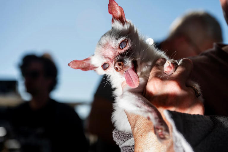 Meet the world’s ugliest dog