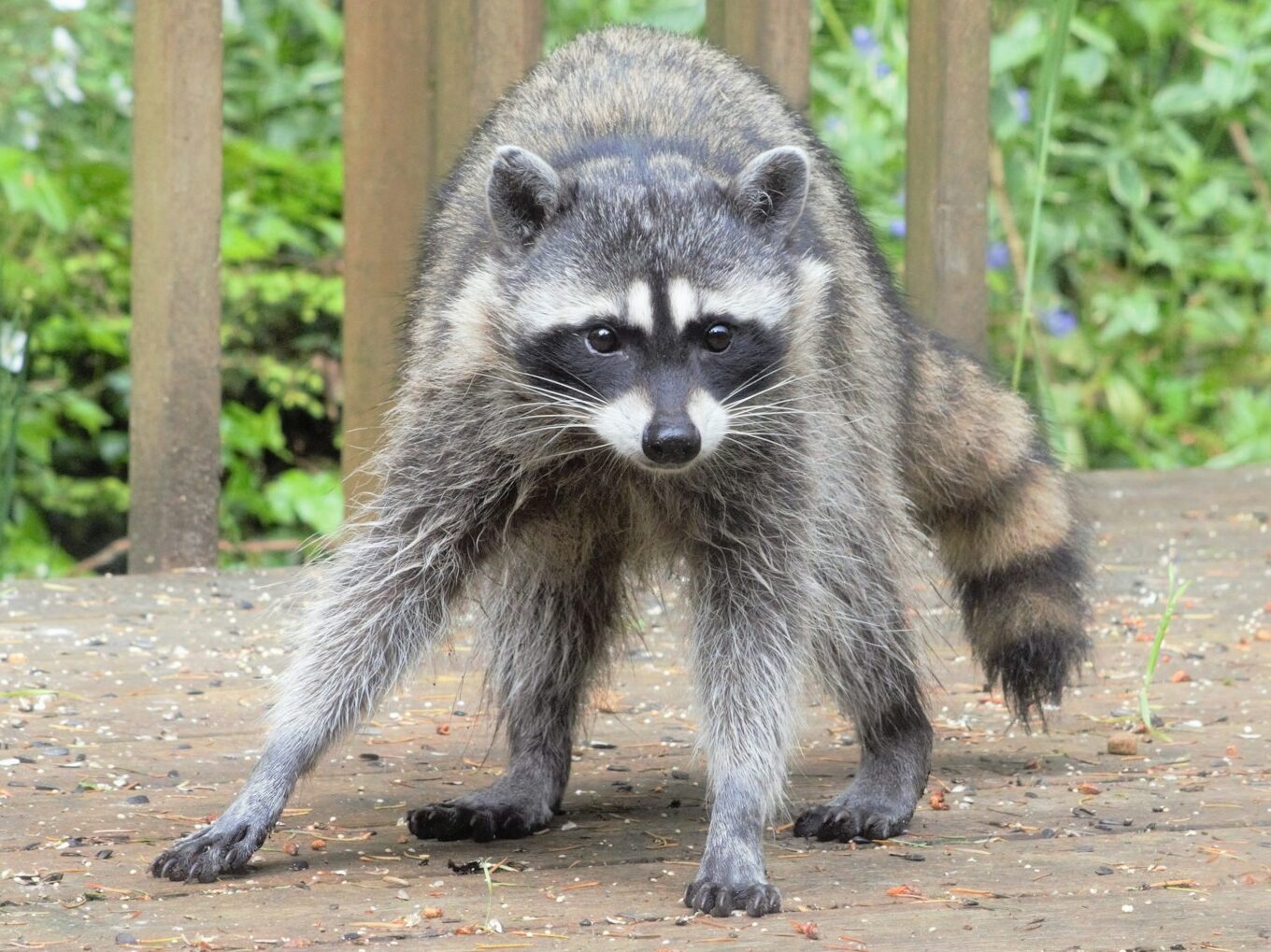 15 Animals You Should Never Set Free