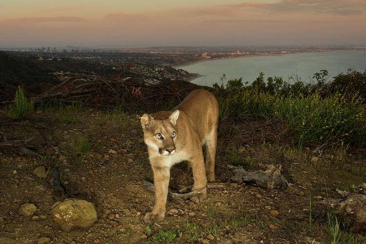 California mountain lion bite sends 11-year-old to hospital
