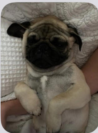 4-year-old pug dies in Branford hit-and-run