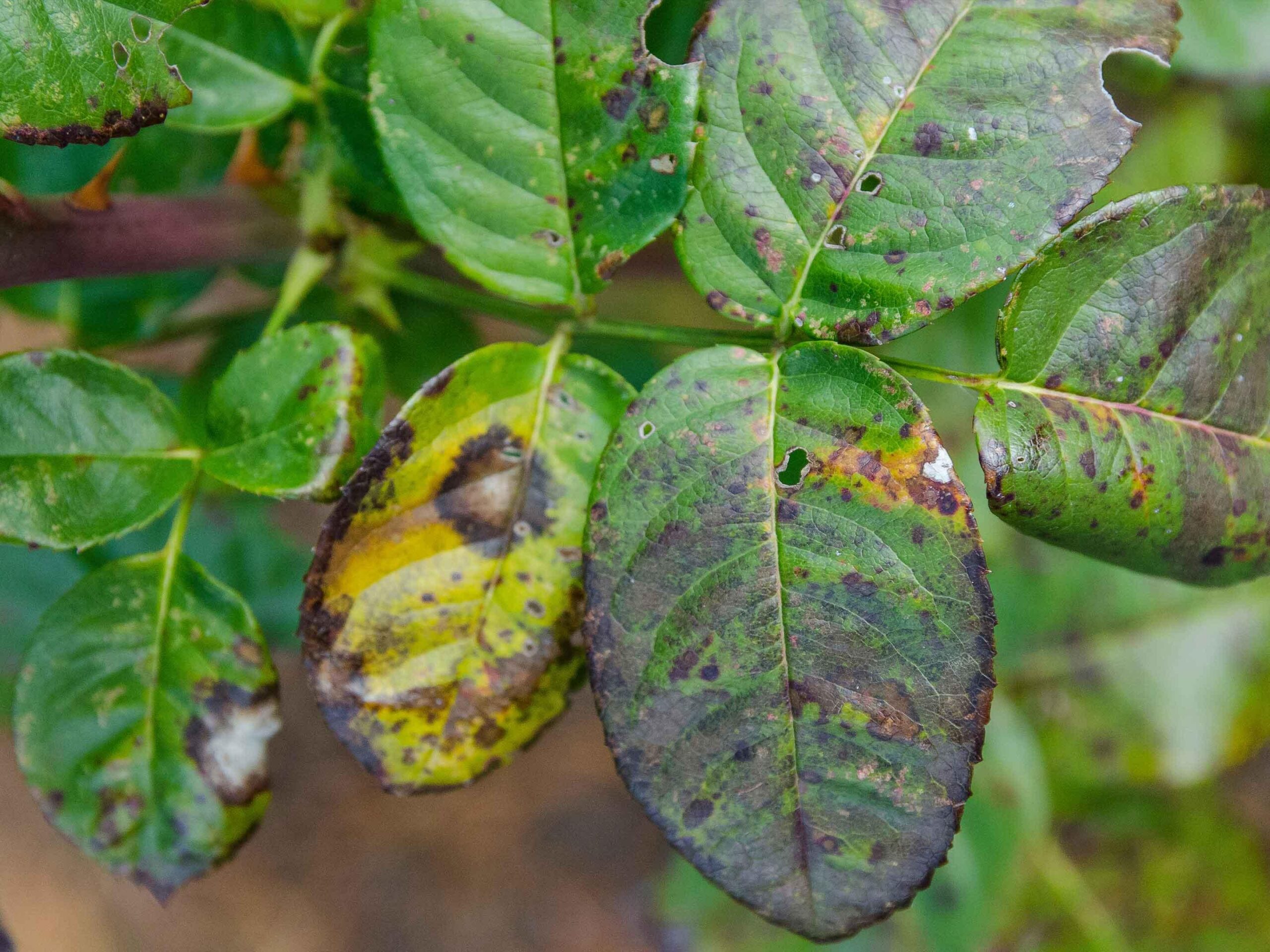 Roya en plantas: guía completa para identificarla, prevenirla y eliminarla