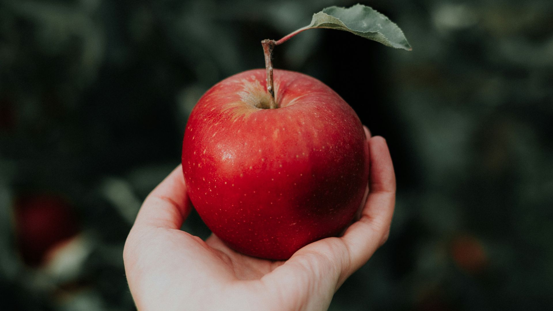 10 Best Apples You Should Buy & 10 Terrible Ones To Avoid