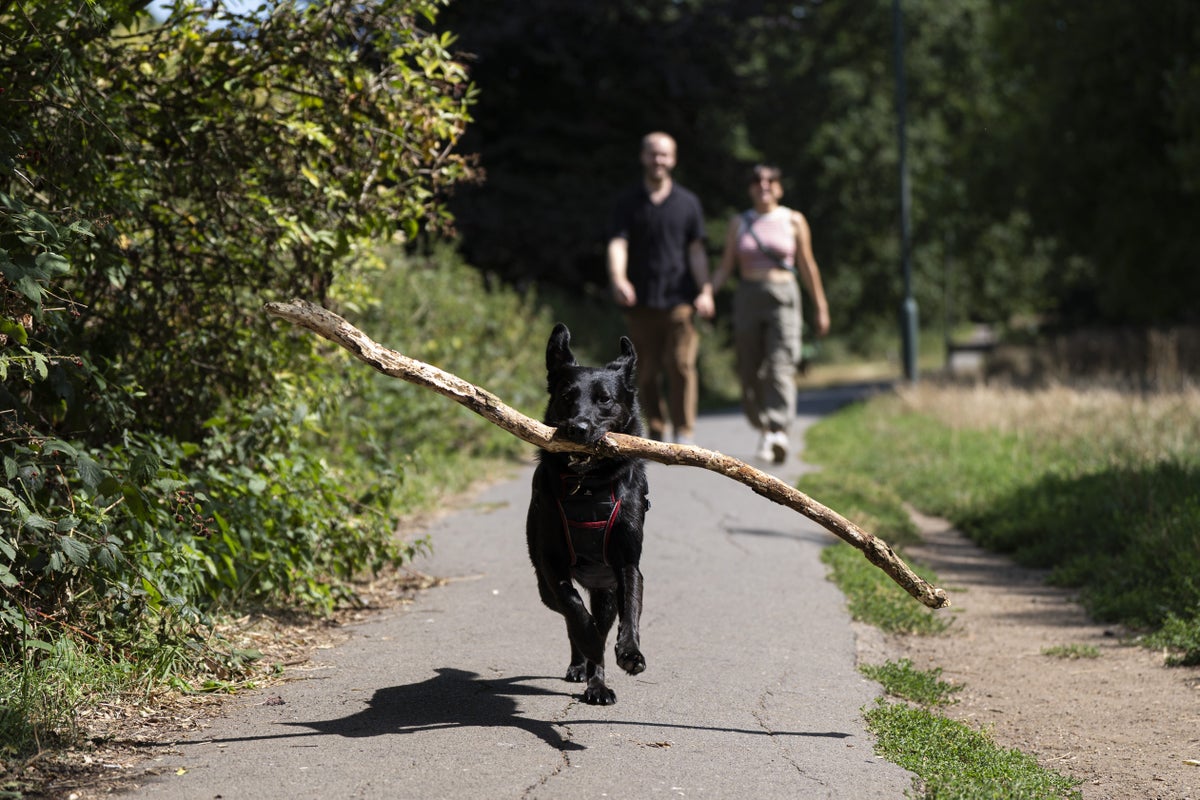 Parts of UK forecast to hit 34C during fourth summer heatwave