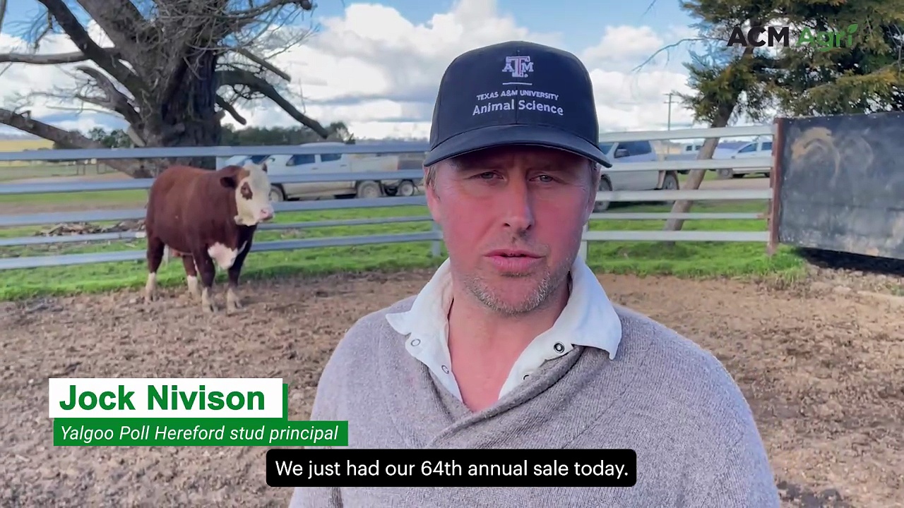 Yalgoo Poll Hereford sale thrives on 'buoyant beef market'
