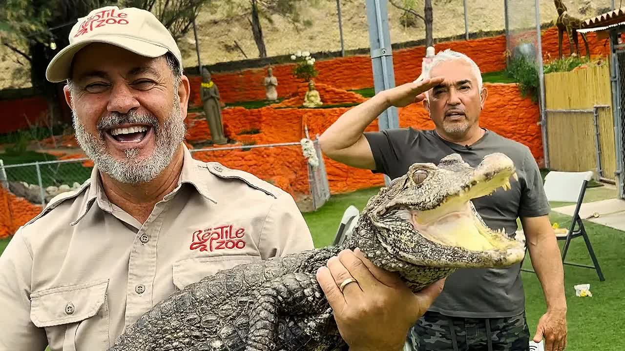 extreme feeding frenzy with caiman, catfish and friends