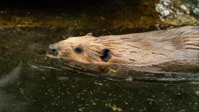 Reintroducing beavers in certain habitats could improve ecosystems and ...