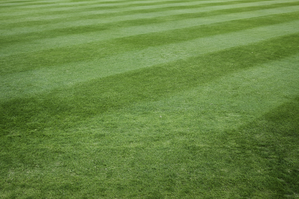 How To Get Stripes In Lawn