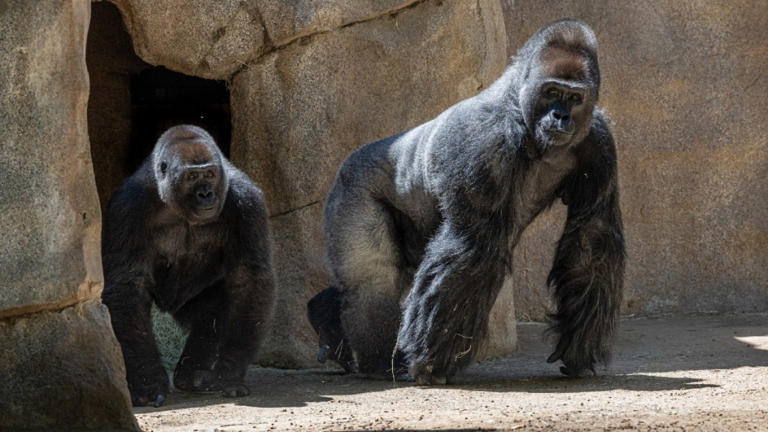 Meet San Diego Zoo Safari Park's new silverback gorilla, 'Paul Donn'