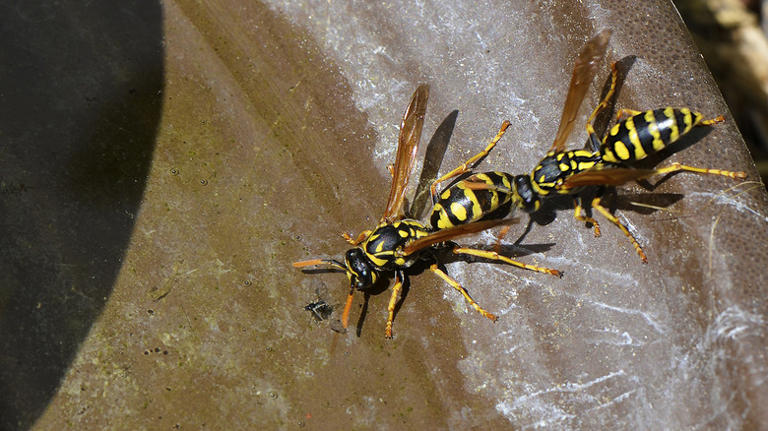 Your Birdbath May Be The Reason Why Your Yard Is Swarming With Wasps