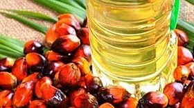 Oil palm processing units to come up in all districts in Telangana