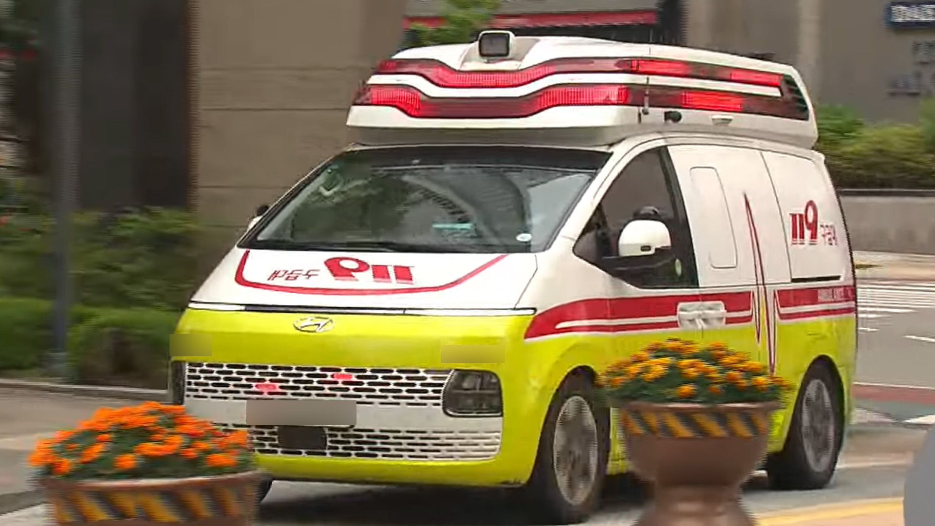 Eurasian magpie eating a meaty bone