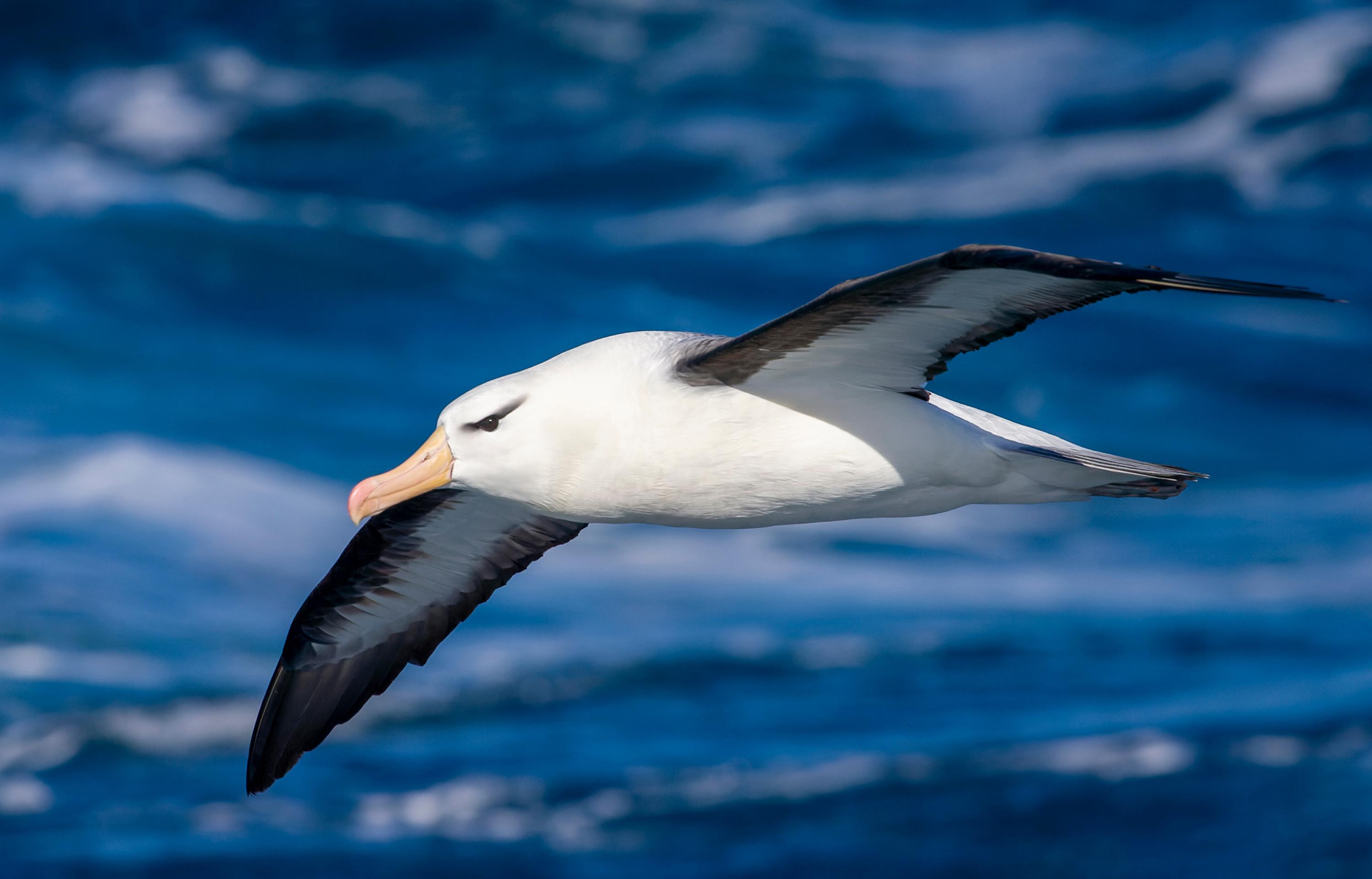Voici l’unique albatros qui ose s’aventurer jusqu’en France