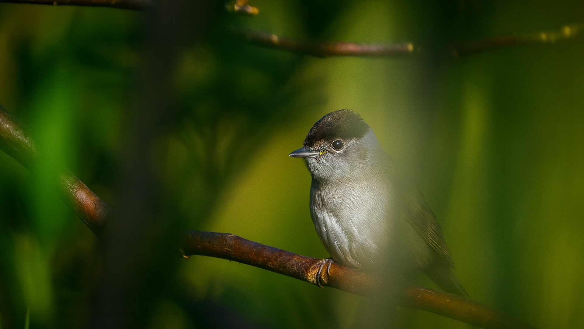 Blackcap – Flute-like song in the thickets