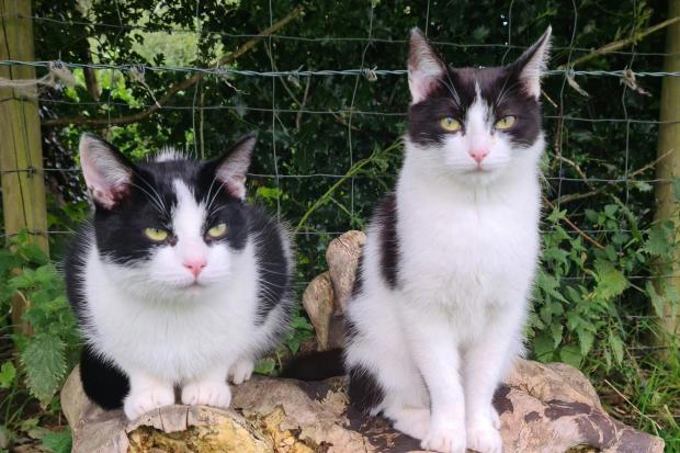 Readers share photos of their beloved pets on International Cat Day