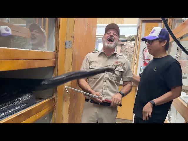 giant python strikes and egg clutch reveal