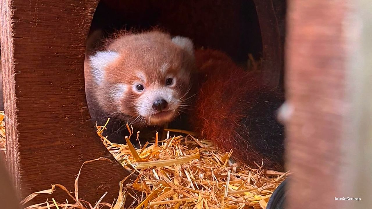 Schattig! Tweeling rode Panda's geboren
