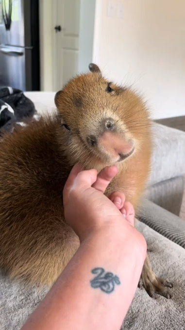 Smol Sass Queen Baby Capybara Throwback with Cheesecake