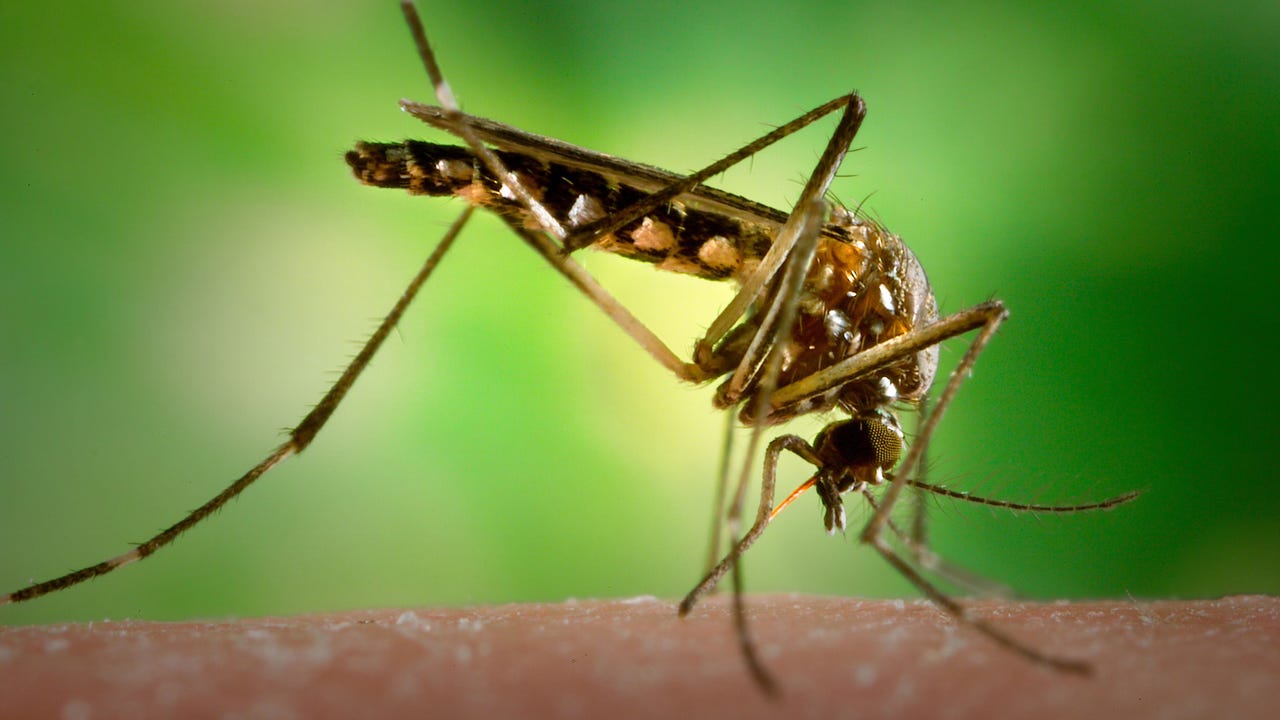 Invasive mosquitoes discovered in Bay Area can transmit Zika, dengue ...