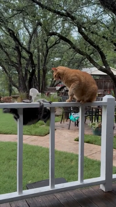 Orange Cat Slaps Raccoon Twice on Fence