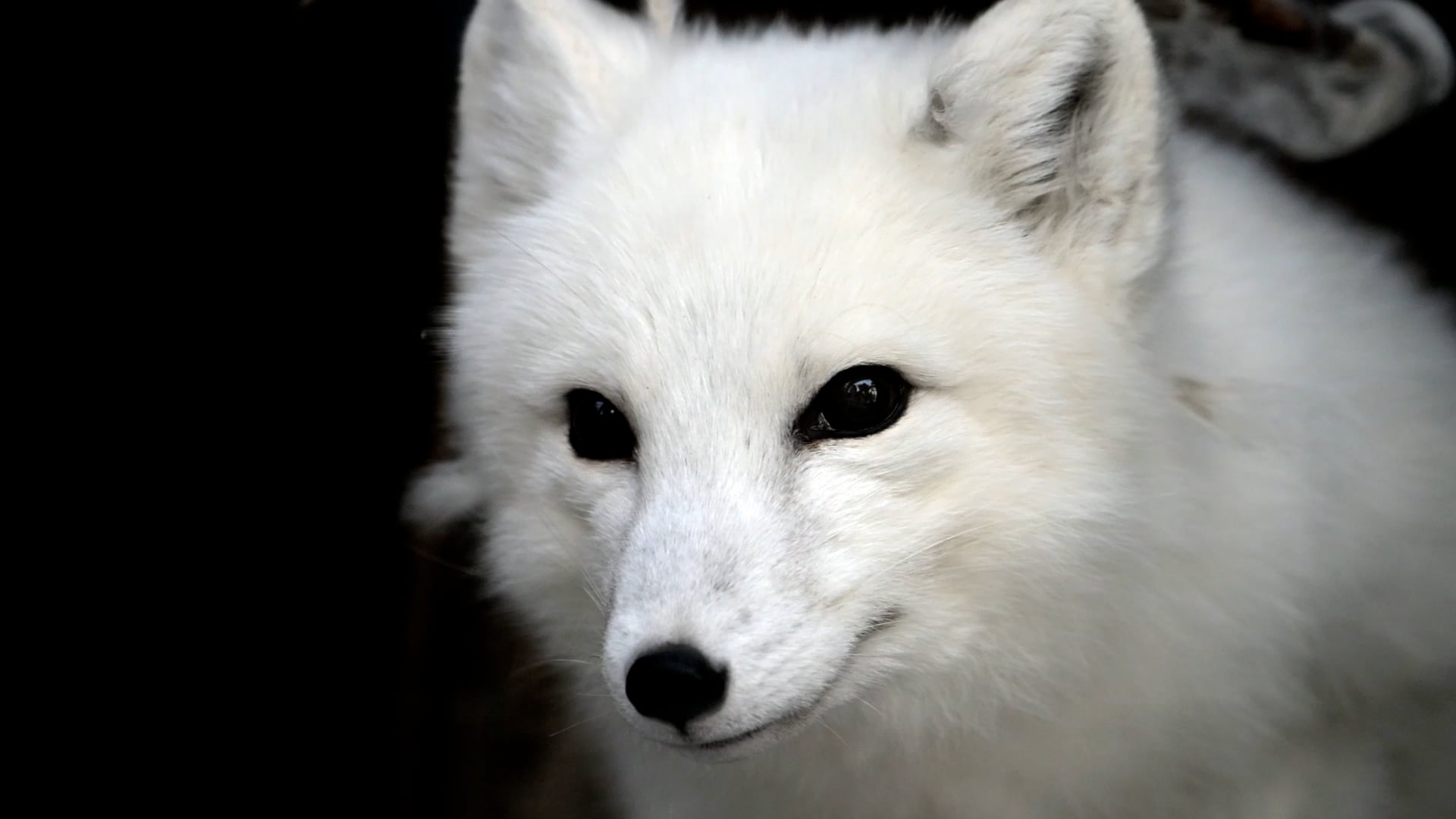 Der Polarfuchs: Atemberaubende Nahaufnahmen aus seinem polaren Lebensraum