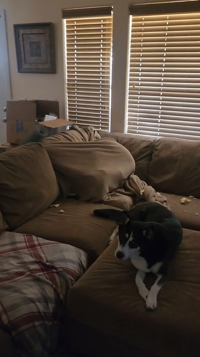 Dog Gets Stuck Under Blanket