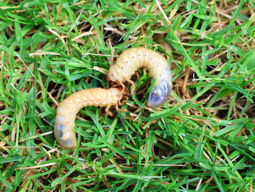 What Is a Lawn Worm? Complete Guide to Types, Impacts & Care