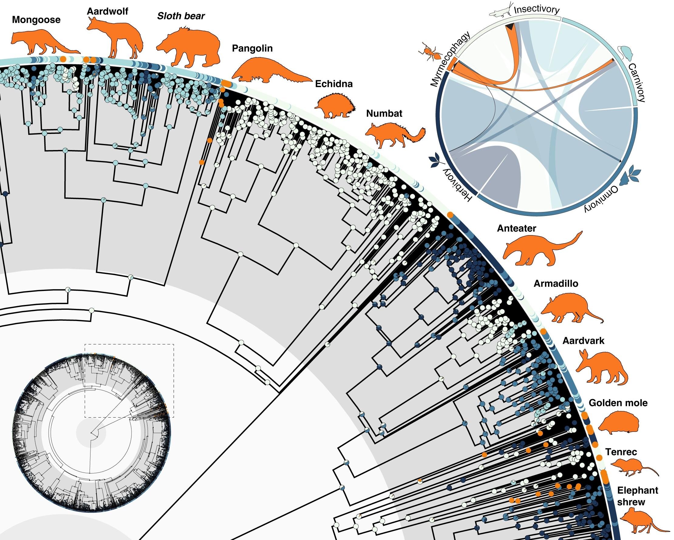 🐜 Mammals evolved into ant eaters 12 times in their history