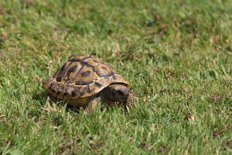 Escaped tortoise found 3 miles away a month after slow-motion getaway