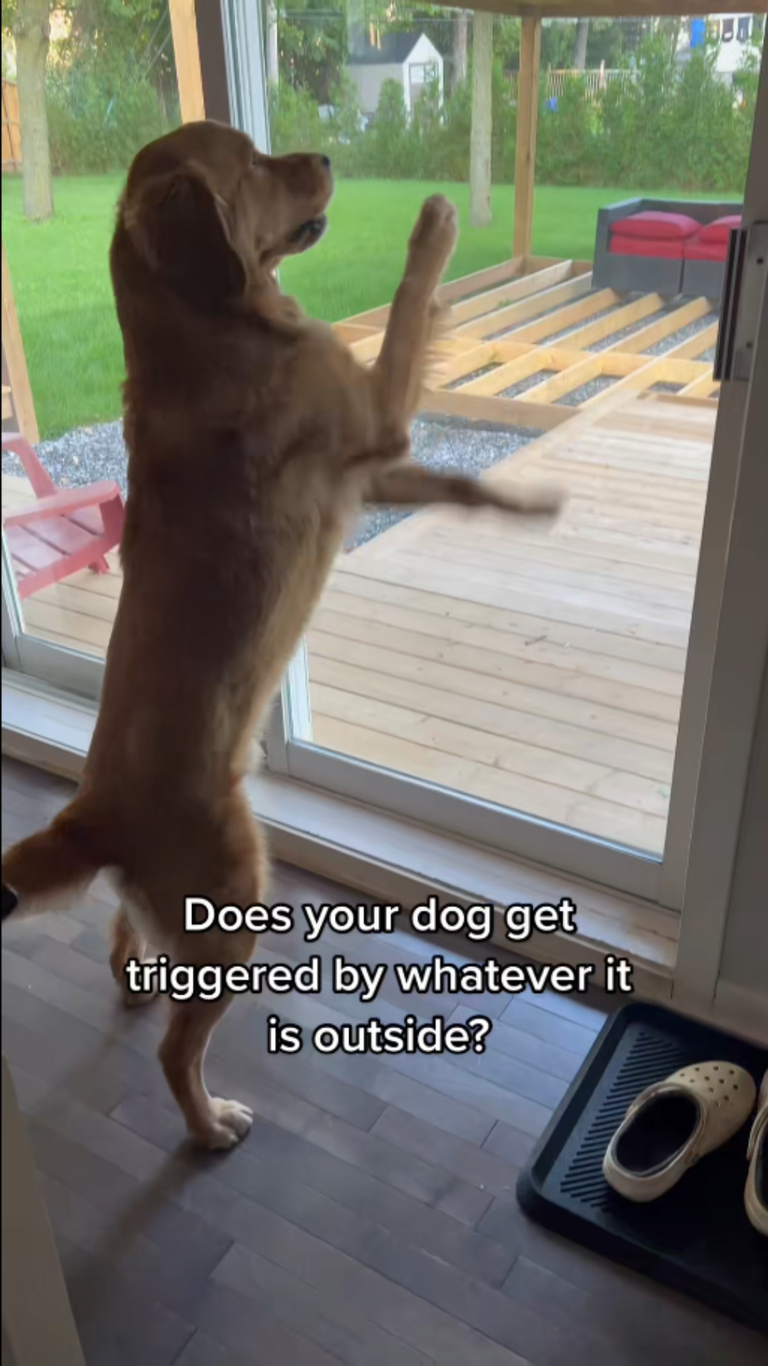 Dog’s Reactive Response to Squirrels