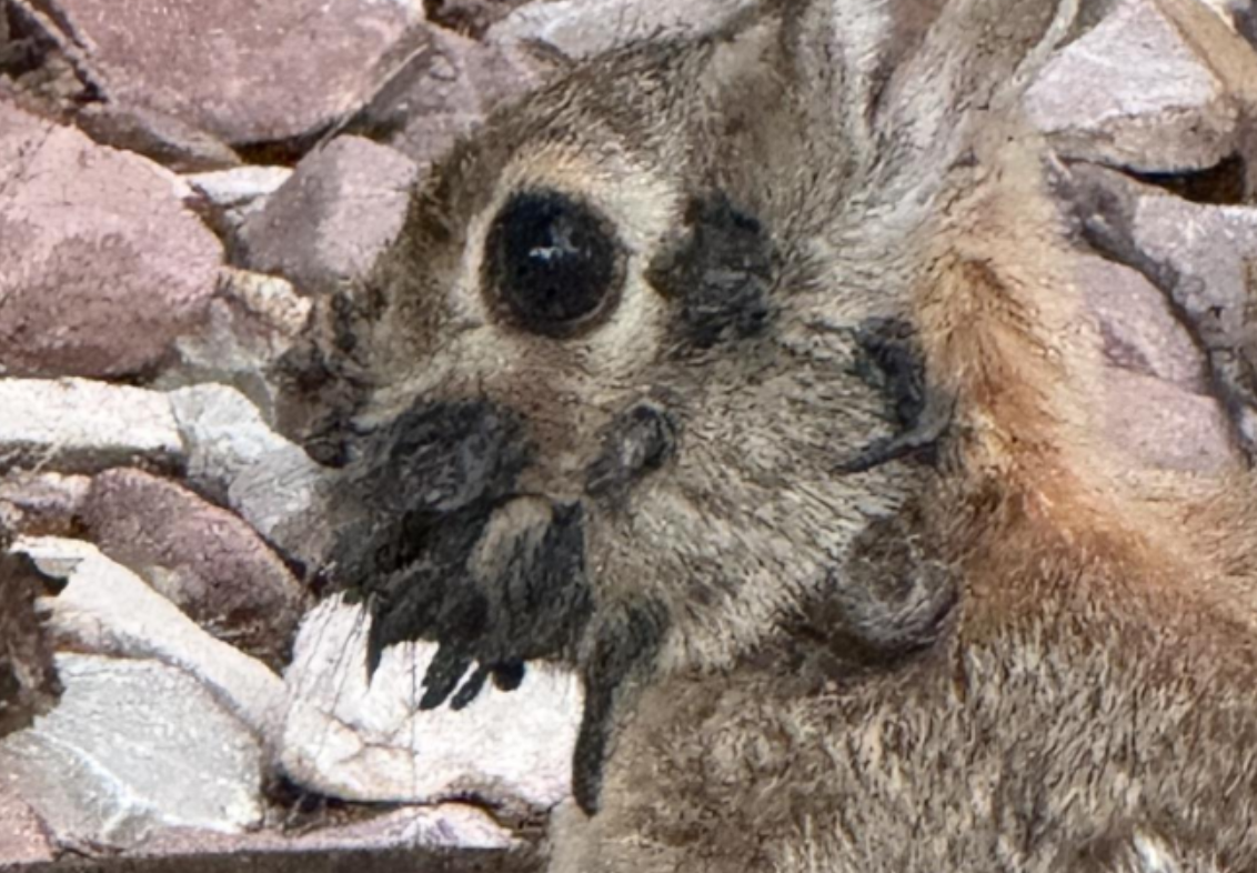 Rabbits with creepy “tentacles” growing from their heads spotted in US ...
