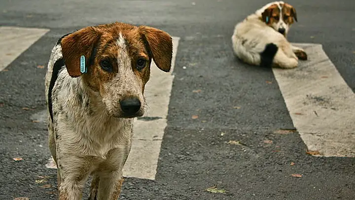 ‘Inhumane’: Animal Welfare NGO To Challenge SC Order On Delhi Stray Dogs