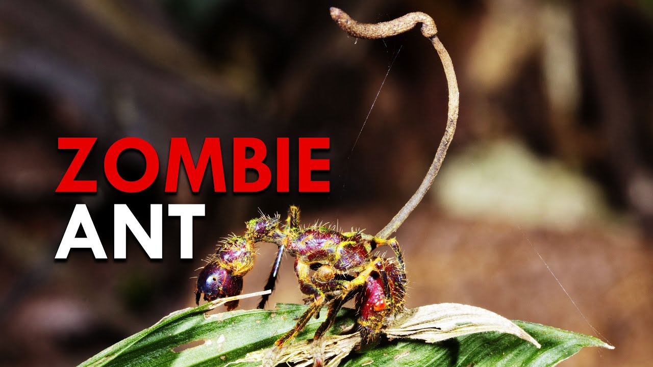 The Real Life Spores Behind 'The Last of Us' Turns Ants into Zombies