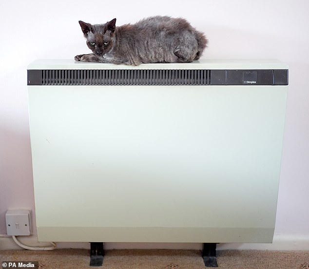 Cats develop dementia just like humans, study finds - here are the key signs to look out for