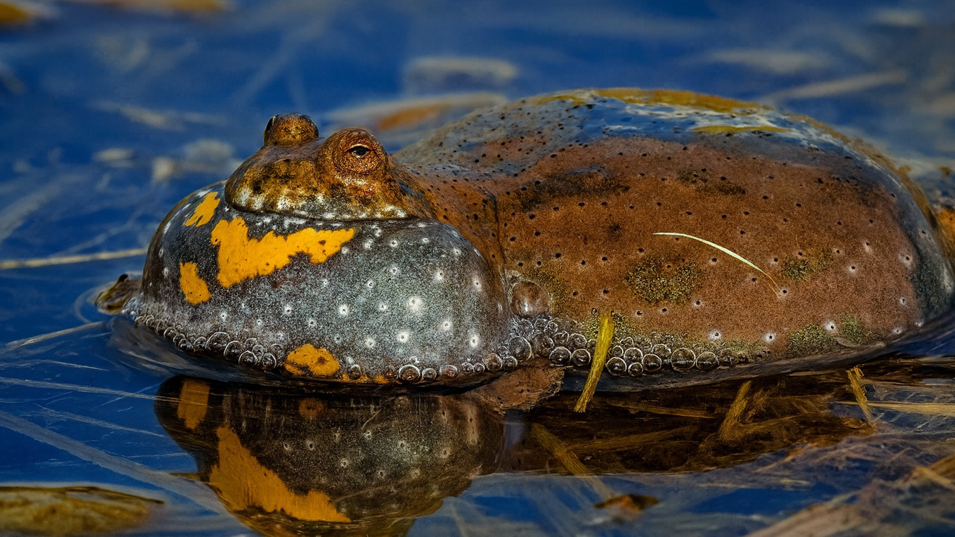 Higher, Radim – The common fire-bellied toad and its famous call