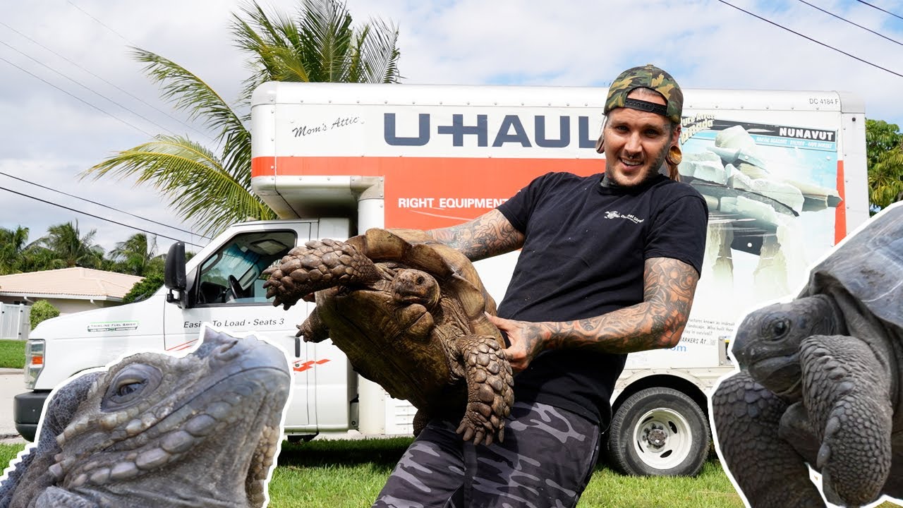 U-Haul Reptile Move: Tortoises and Iguanas on the Road
