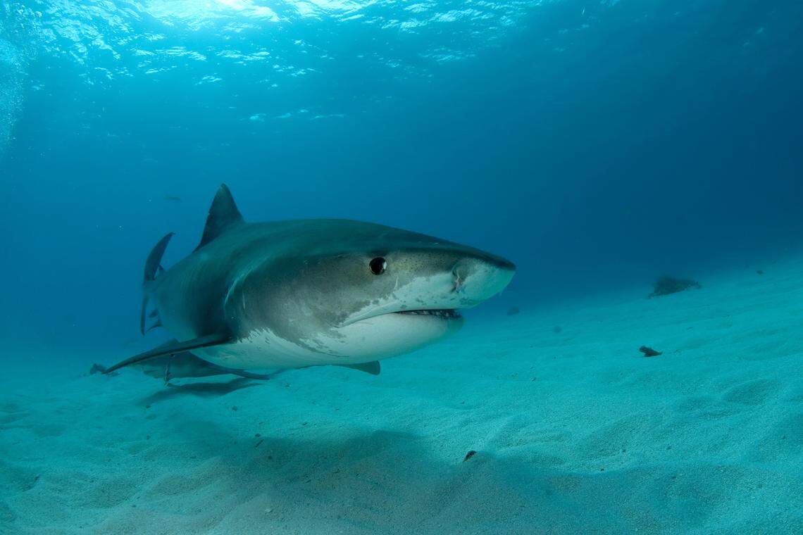 Are sharks an ‘overwhelming problem' in Florida? What the experts say