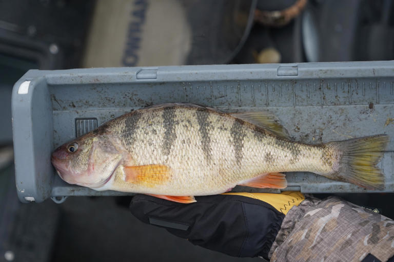 Yellow perch surviving, but at much reduced levels, in the Wisconsin ...