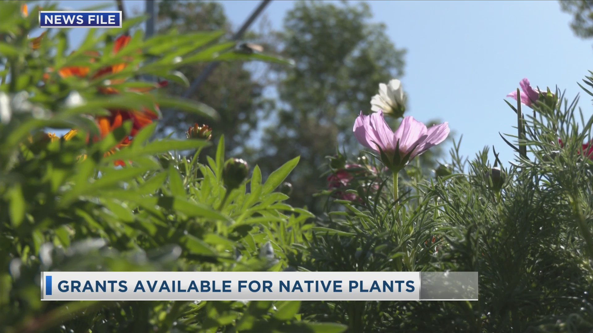Grants Available For Native Plants