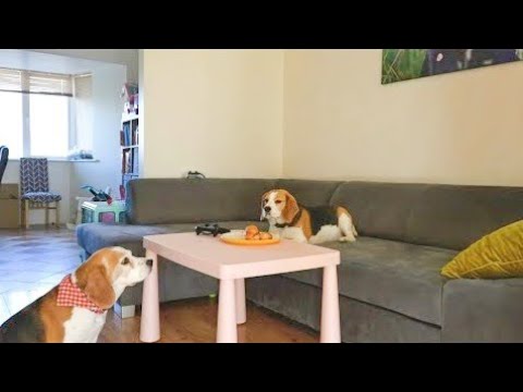Which beagle stole the hot dog from the table?