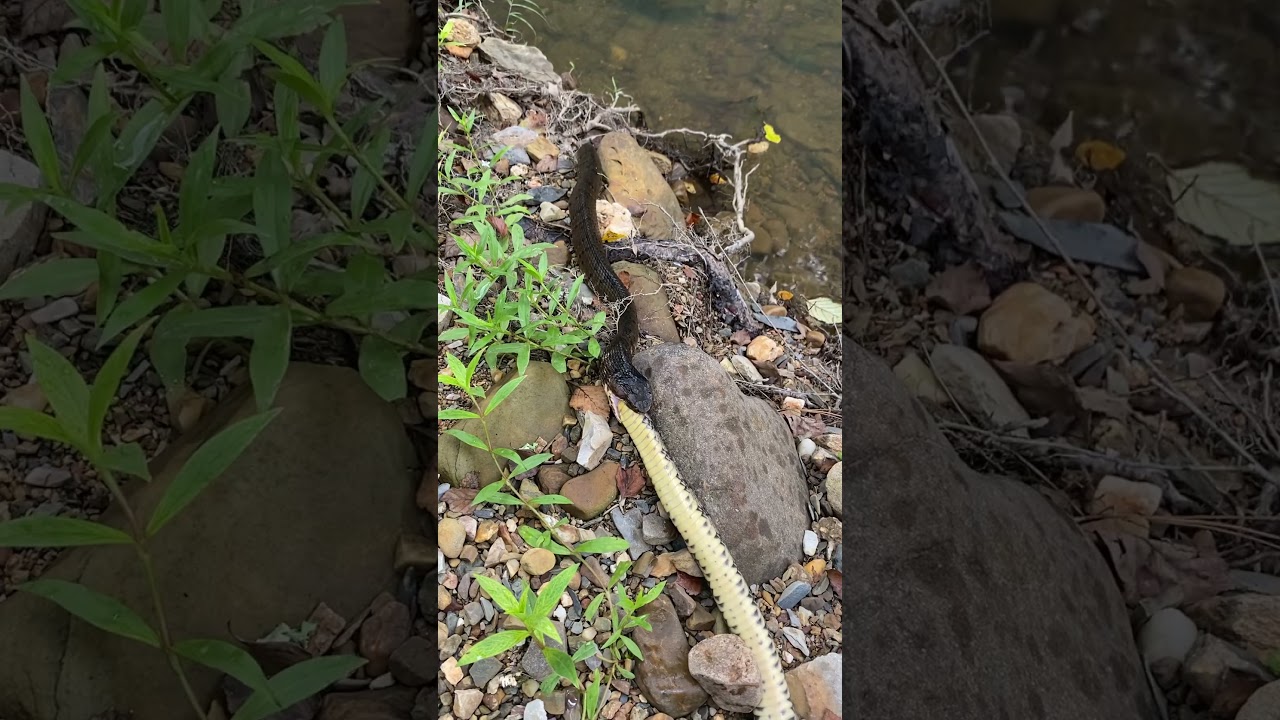 Cottonmouth versus diamondback in a wild showdown