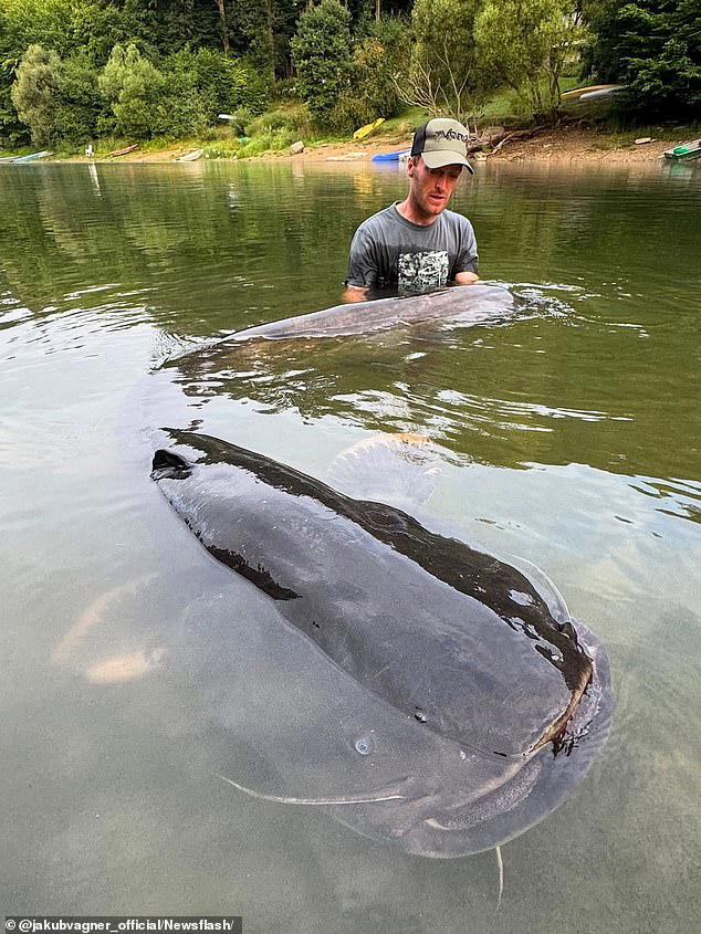 Cat-ch of the day! Angler catches enormous 9ft catfish after 50-minute ...